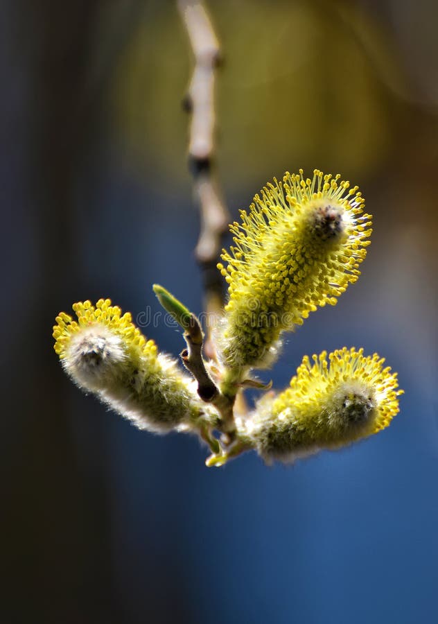 Willow branches stock image. Image of branch, glare, willow - 90224443