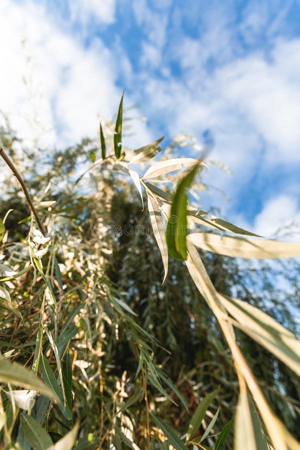 Willow Branches on a Blue Sky Background. the Long Branches of the Tree ...