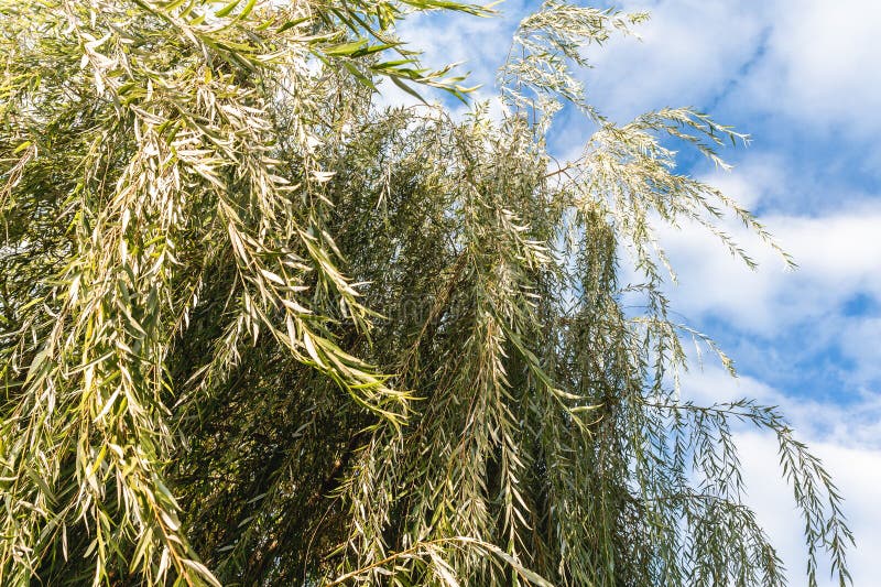 Willow Branches on a Blue Sky Background. Shooting Willow Branches from ...