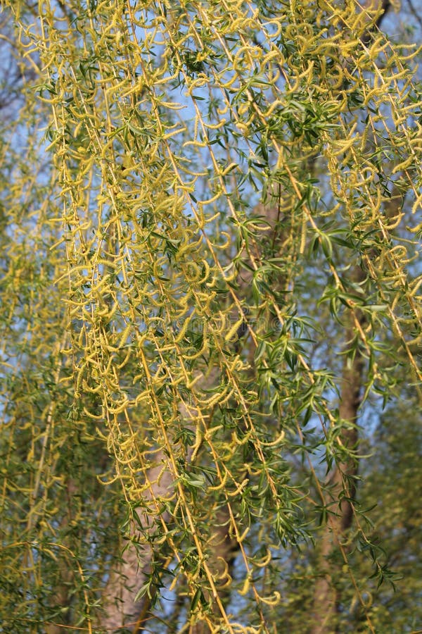 Willow branches stock image. Image of water, nature, branches - 31124125