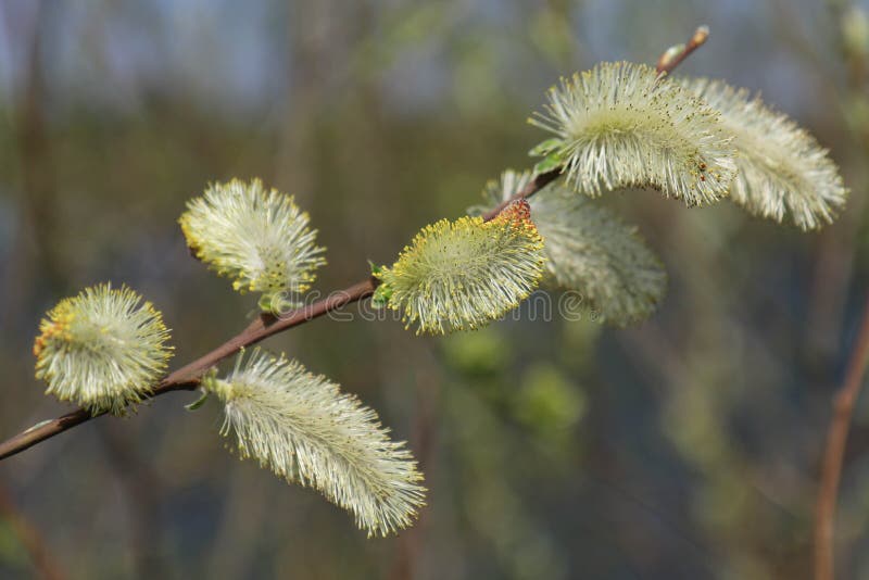 Willow branches with buds. stock image. Image of blooming - 92608405