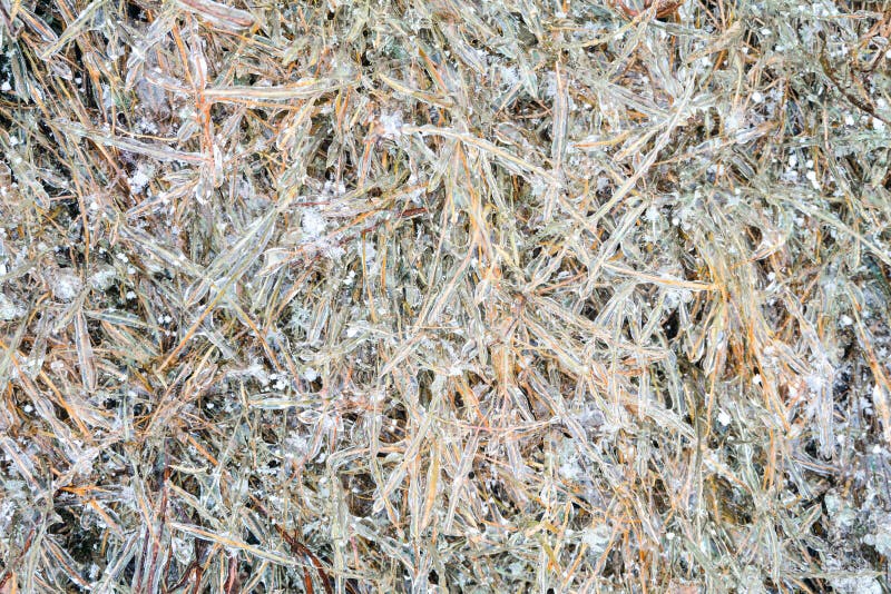 Willow Branches Covered with Ice Shells after Freezing Rain Stock Image ...