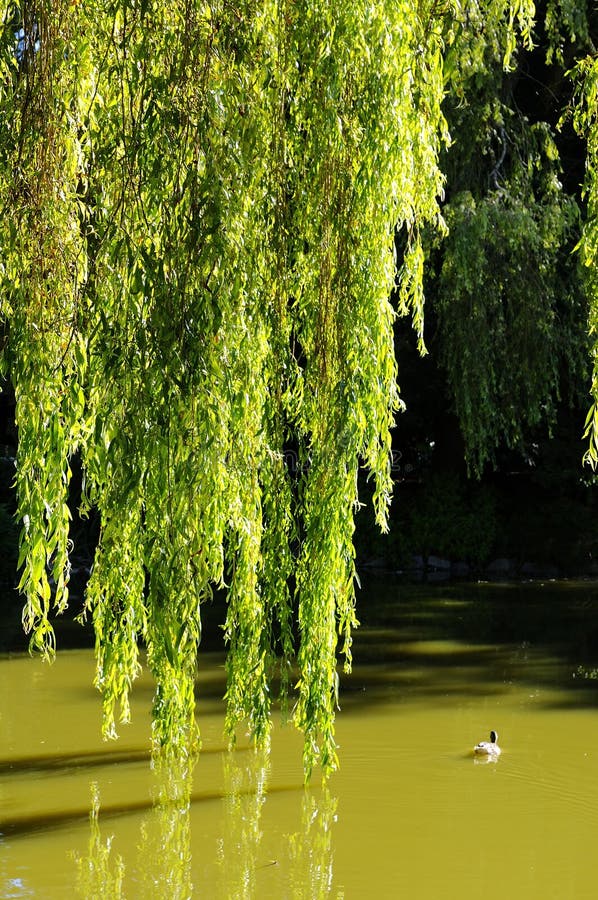 Willow tree over a lake stock photo. Image of colored - 23247638