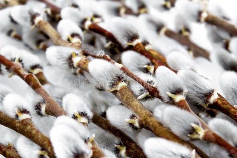 Willow Branches with Fluffy Buds Lie As a Backdrop, Natural Color Stock ...