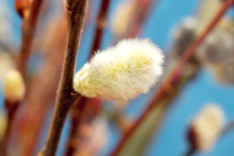 Willow Branches with Fluffy Catkins in the Woods in Sunny Weather Stock ...