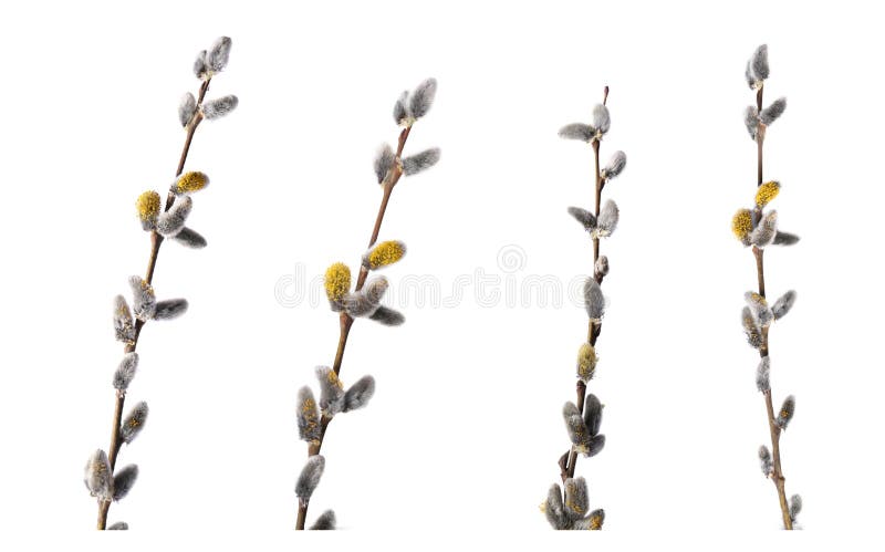 Willow Branches with Fluffy Catkins Isolated on White Stock Photo ...