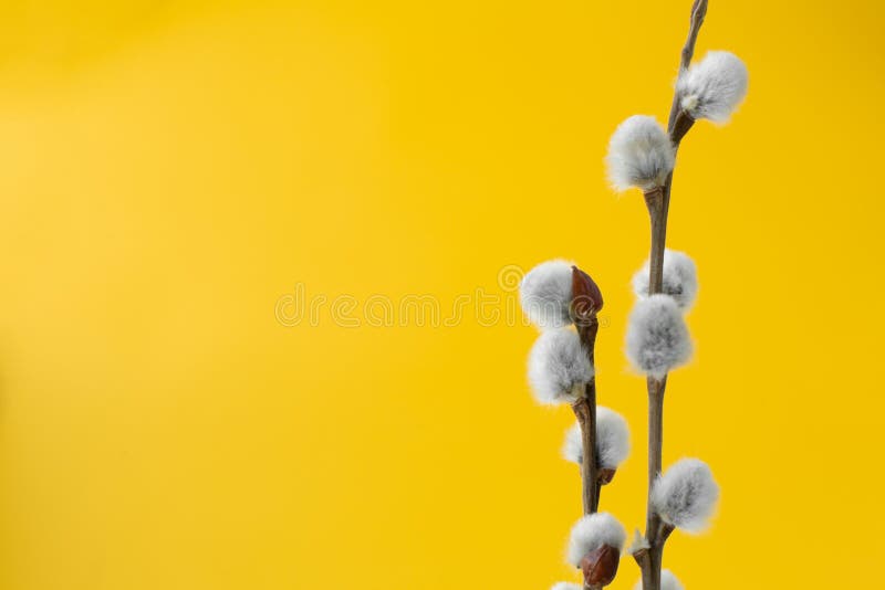 Willow Branches with Fluffy Gray Buds on Yellow Background. Easter ...