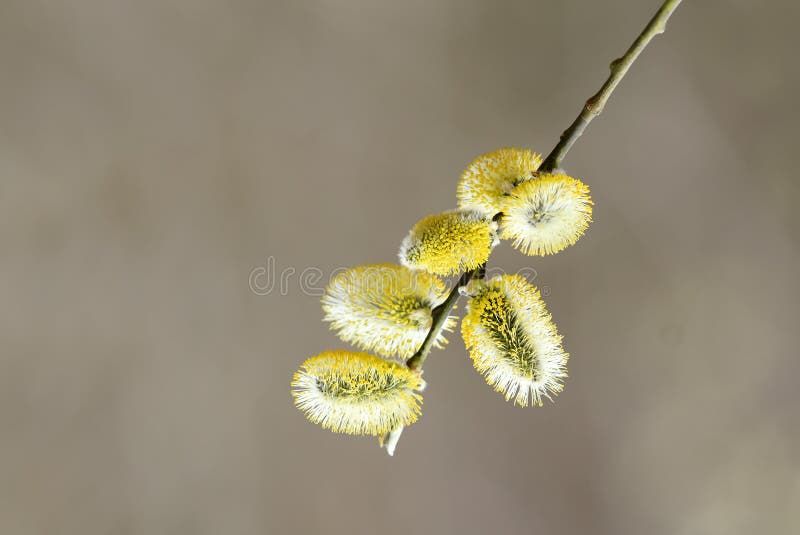 Willow Branches with Fluffy Yellow Buds in Spring Stock Image - Image ...
