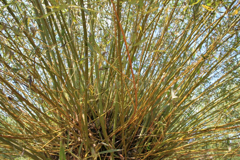 Lots of Willow Branches in a Game of Sun and Shadow Stock Image - Image ...