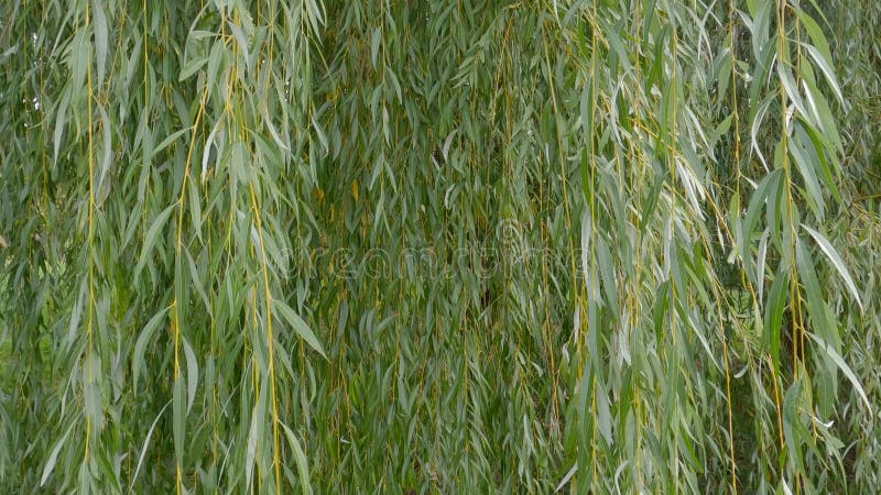 Willow Branches with Green Leaves Hanging Down, Tree Fragment Stock ...