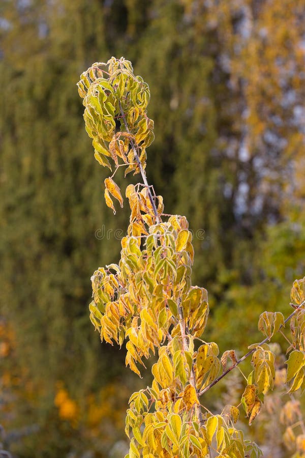Autumn willow stock photo. Image of nature, deciduous - 11596684