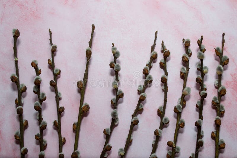 Willow Branches on a Light Pink Background Stock Photo - Image of ...