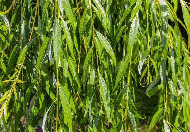 Willow In The Rain, On The Zeller Lake,Austria Stock Image - Image of ...