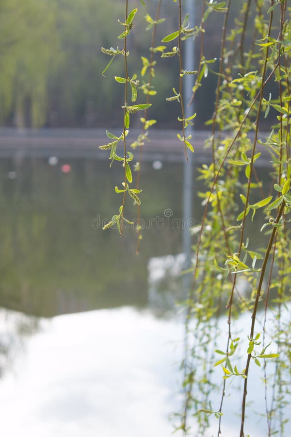 Willow branches stock photo. Image of bough, closeup - 53366040