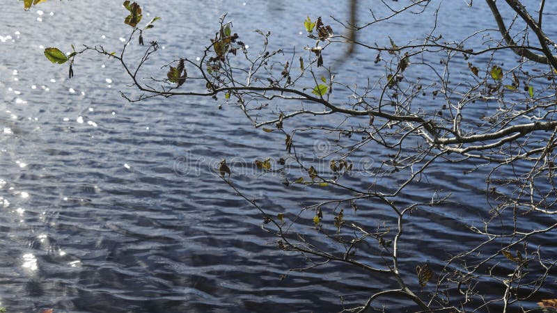 Willow Branches Touch the Water. Reflection of Branches in the Water ...