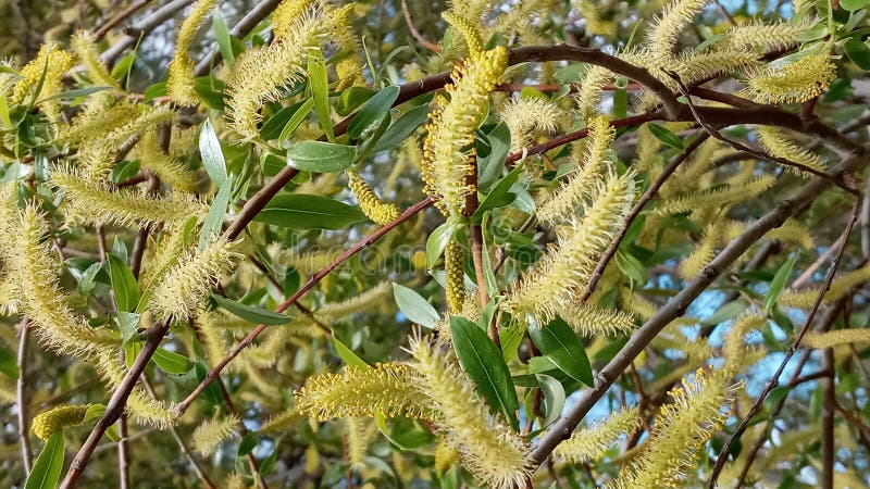 Willow Brush in Early Spring. Yellow Stamens on the Branches ...