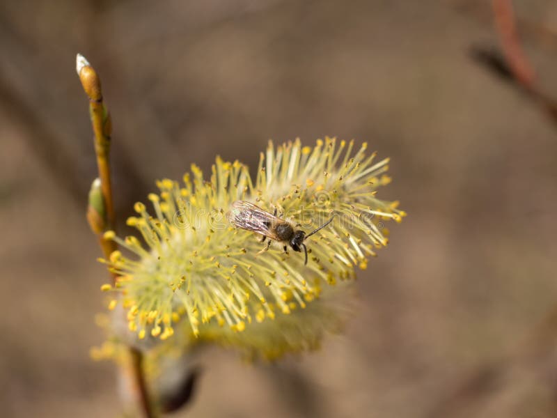 Willow bud with insect stock image. Image of nectar - 246601027