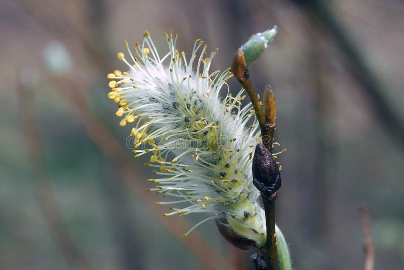 Willow Buds Bloom in the Trees Stock Photo - Image of march, nature ...