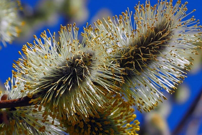 Willow Buds Bloom in the Trees Stock Photo - Image of bloom, closeup ...