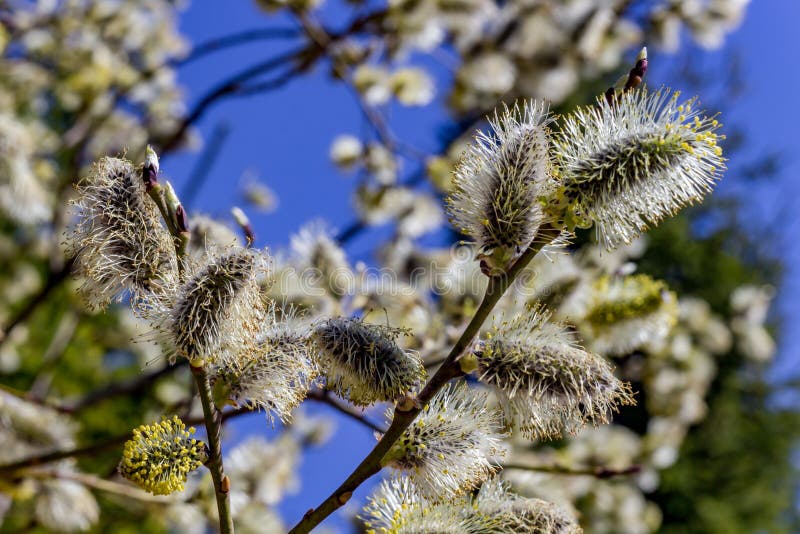 Willow Buds Blooming in Early Spring Stock Photo - Image of beginning ...
