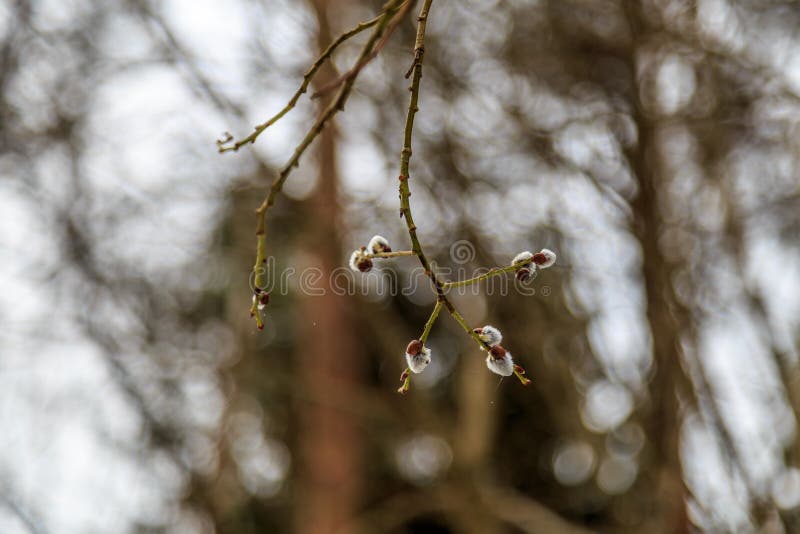 Willow Buds in Early Spring Stock Photo - Image of forest, nature: 70203930