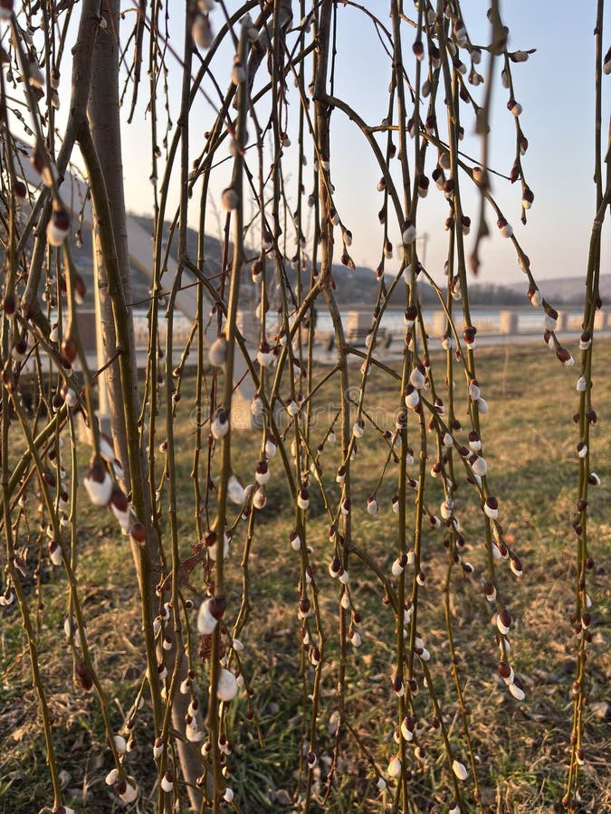 Willow Buds. Fluffy Buds on Curved Tree Branches Stock Photo - Image of ...