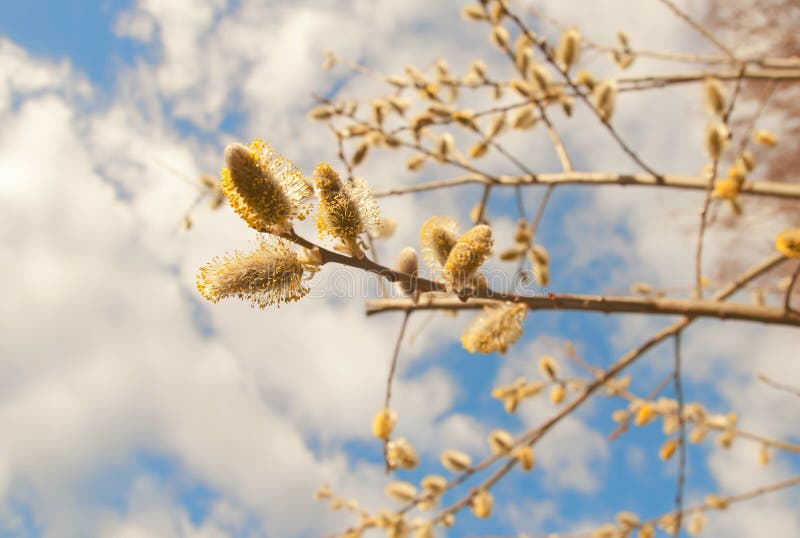 Willow buds stock photo. Image of april, blue, growing - 84760800