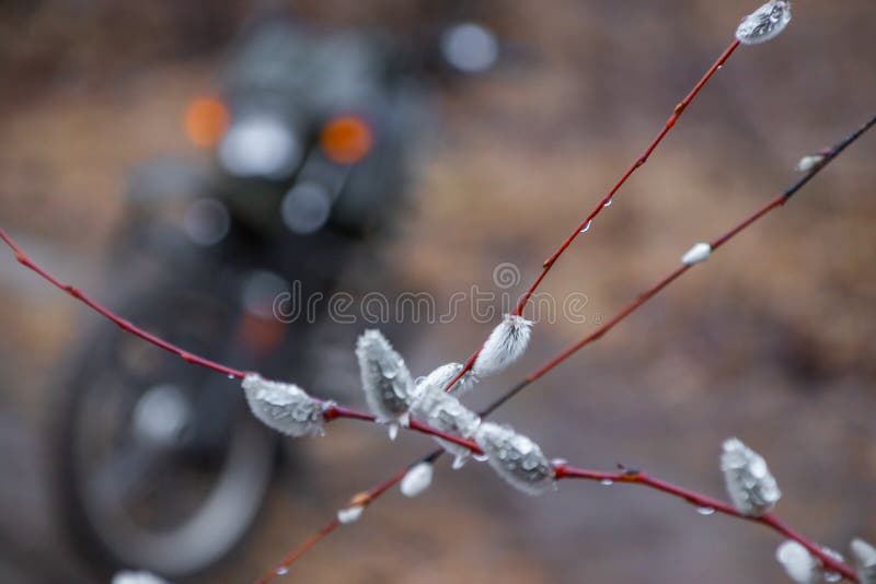 Willow Buds in Spring in March in the Open Air Stock Photo - Image of ...