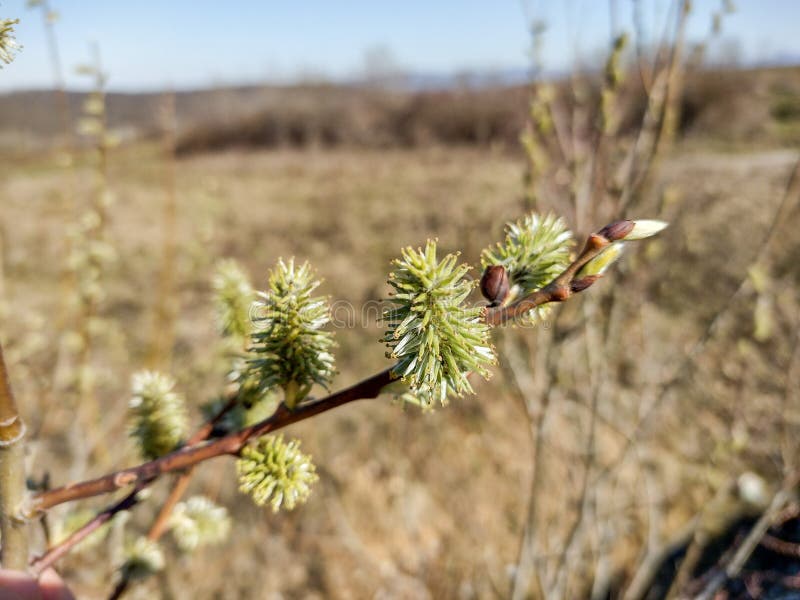 Willow Buds in the Tree in Spring. in Romania Stock Image - Image of ...