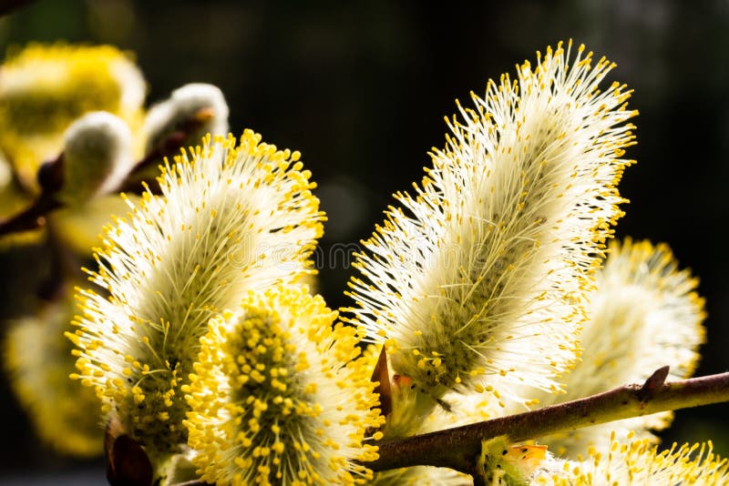 Willow Catkin Blossom. Salix in Flower Stock Photo - Image of season ...