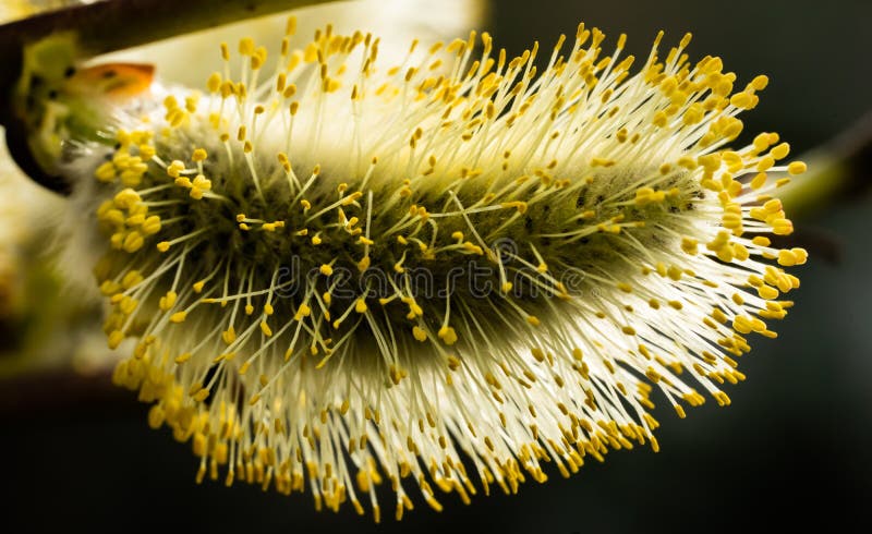 Willow Catkin Blossom. Salix in Flower Stock Image - Image of freshness ...