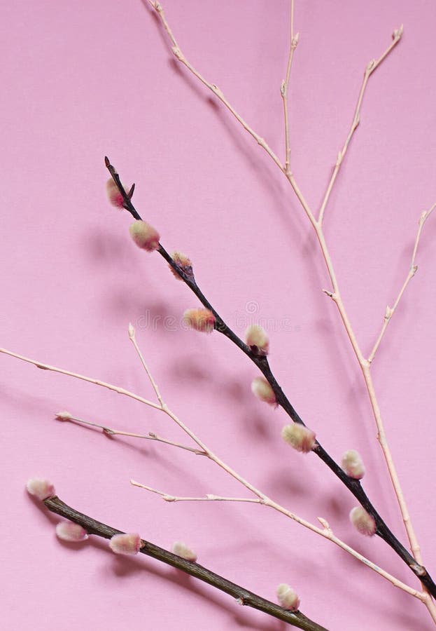 Willow Catkins and Spring Tree Branches Stock Image - Image of fluffy ...