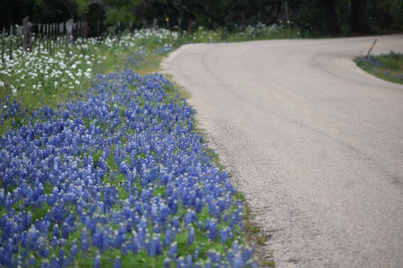 Willow City Loop and Blue Bonnets Stock Image - Image of herb, lilac ...