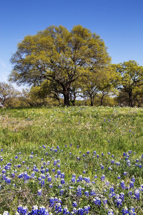 Texas Wildflowers On The Willow City Loop Stock Photo - Image of ...