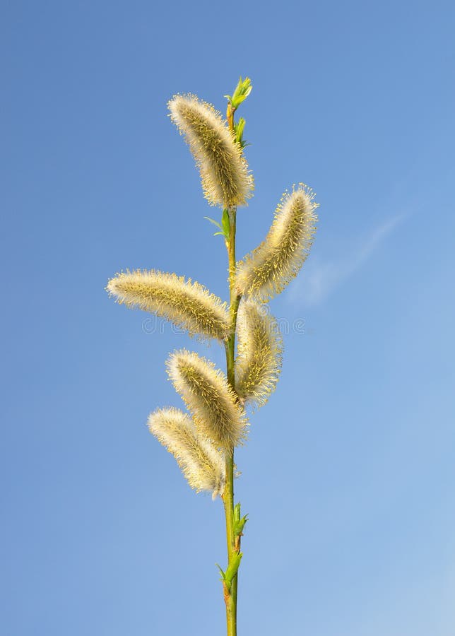 Willow flower stock photo. Image of flora, willow, plant - 24895848