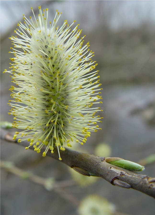Willow flower. Base stock image. Image of base, natural - 180104881