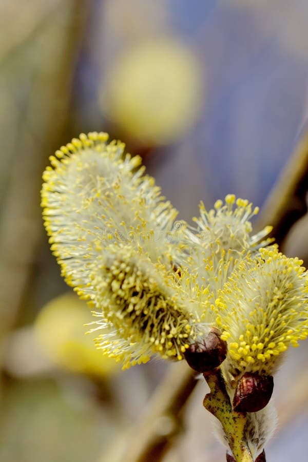 Willow flower. stock photo. Image of blossoming, decoration - 65853794