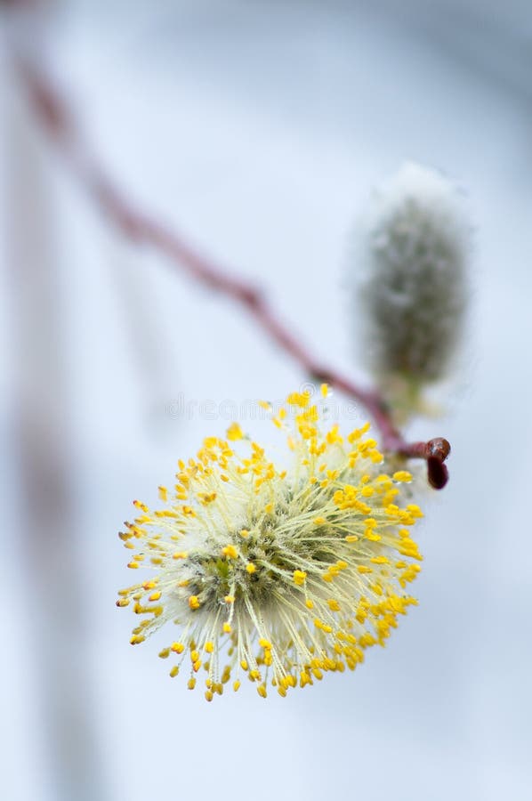 Willow Flower Which Blossomed in the Spring Stock Photo - Image of ...
