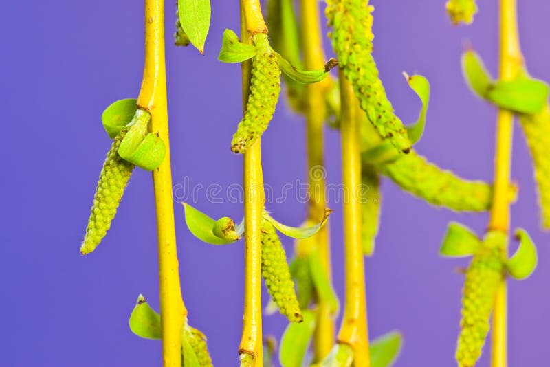 Flower Of Pussy Willow Picture. Image: 13589775