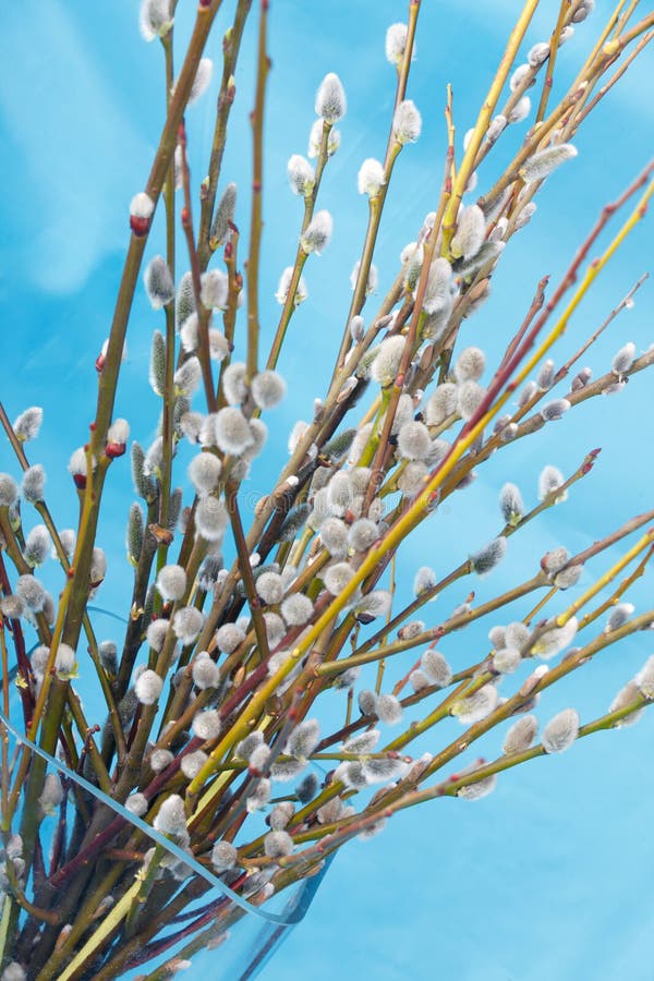 Willow Flowers on a Blue Background Stock Photo - Image of nature ...