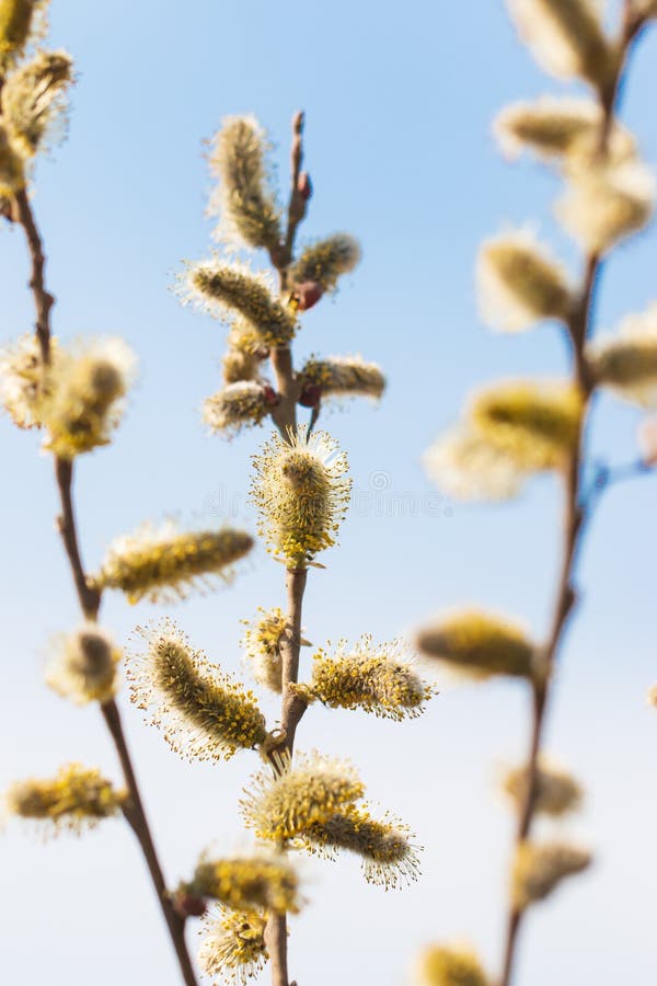 Willow flowers on a branch stock image. Image of yellow - 146107613