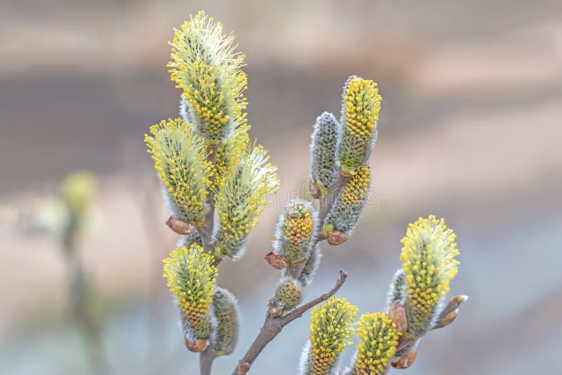 Willow Flowers on the Tree in Early Spring Stock Photo - Image of ...
