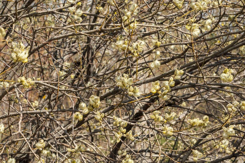 5,643 Temperate Climate Stock Photos - Free & Royalty-Free Stock Photos ...