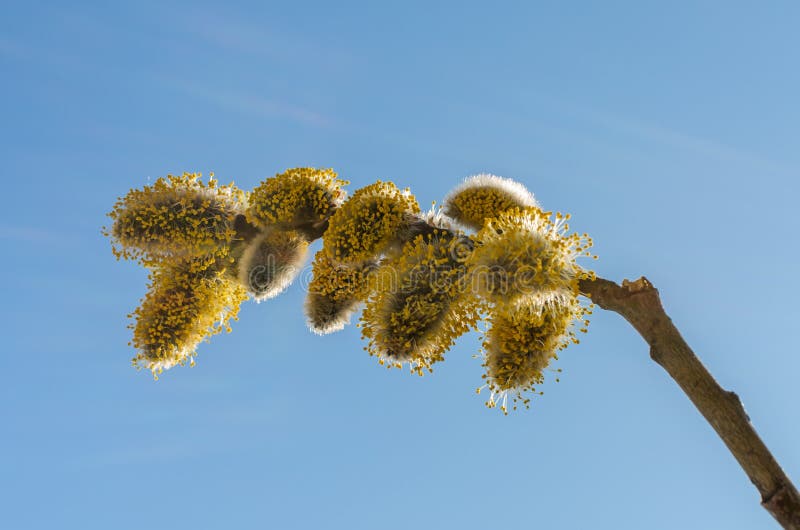 Willow Fluffy Buds Bloomed in Spring Stock Image - Image of blooming ...