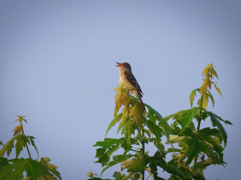 Willow Flycatcher Bird Calls from the Top of a Tree Stock Image - Image ...