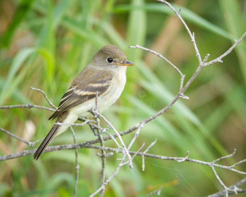 Willow Flycatcher on Branch Stock Image - Image of america, branch ...
