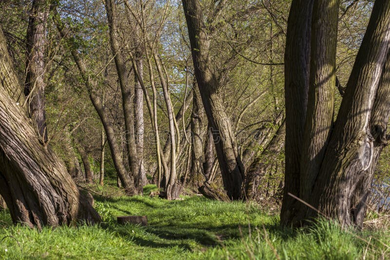 Willow forest stock image. Image of colour, forest, park - 58152101