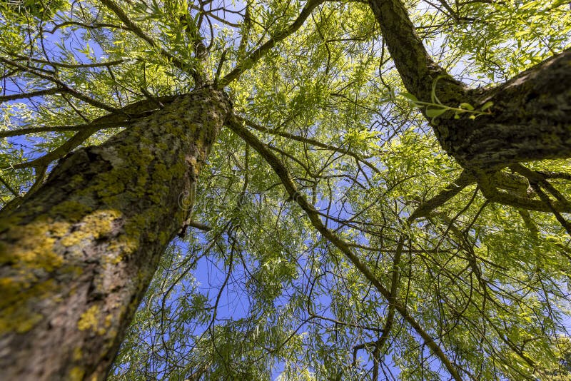 Deciduous Willow Tree in Spring Stock Image - Image of nature, ecology ...