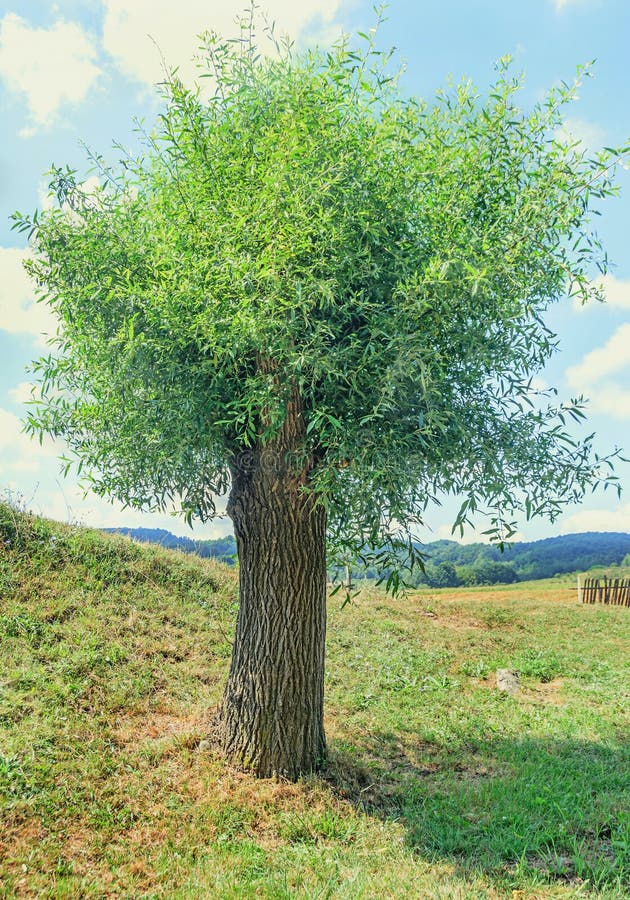 Salix, Willow, Sallow, Osier Stock Image - Image of leaves, background ...