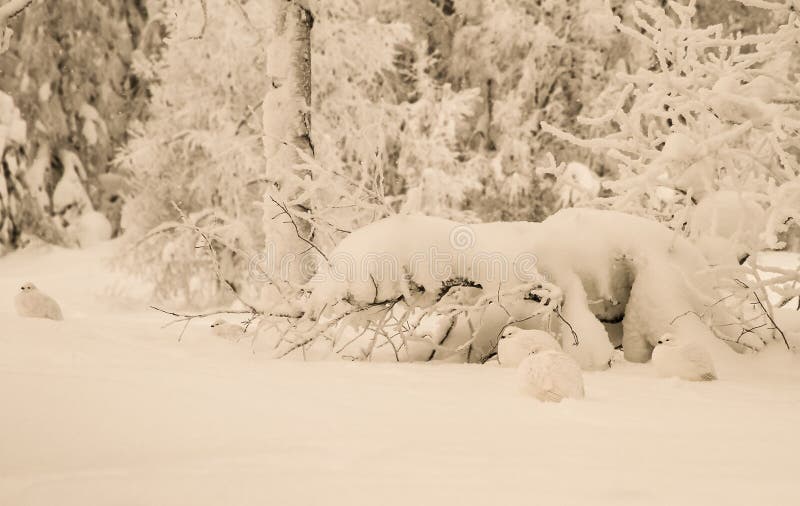 Willow grouses stock photo. Image of outdoor, polar, cloud - 53493382